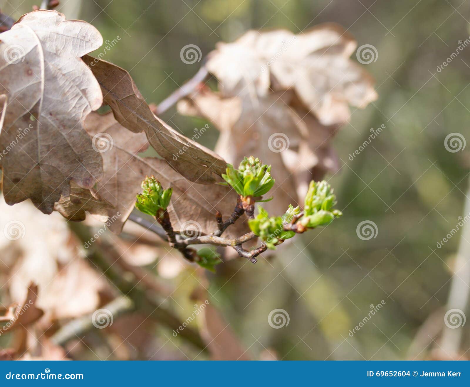 Start of spring stock photo. Image of catkins, railings - 69652604