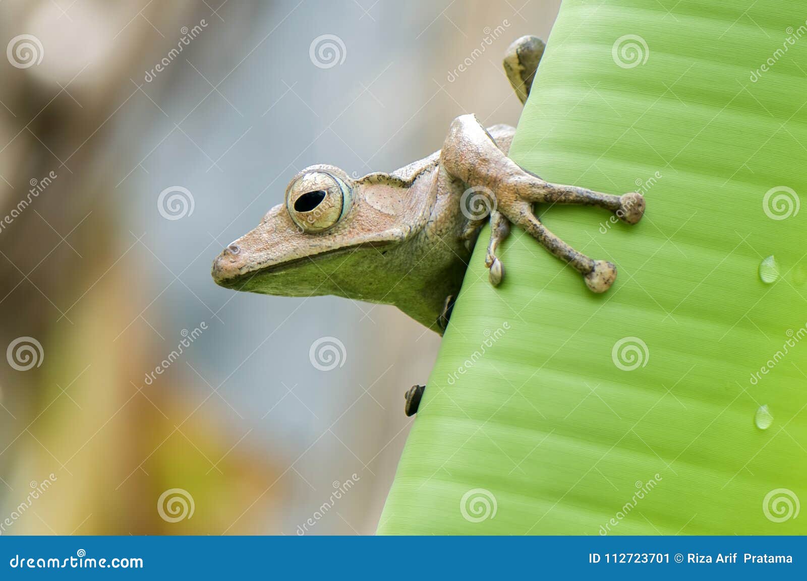 Long Eared Frog Borneo stock image. Image of long, view - 112723701