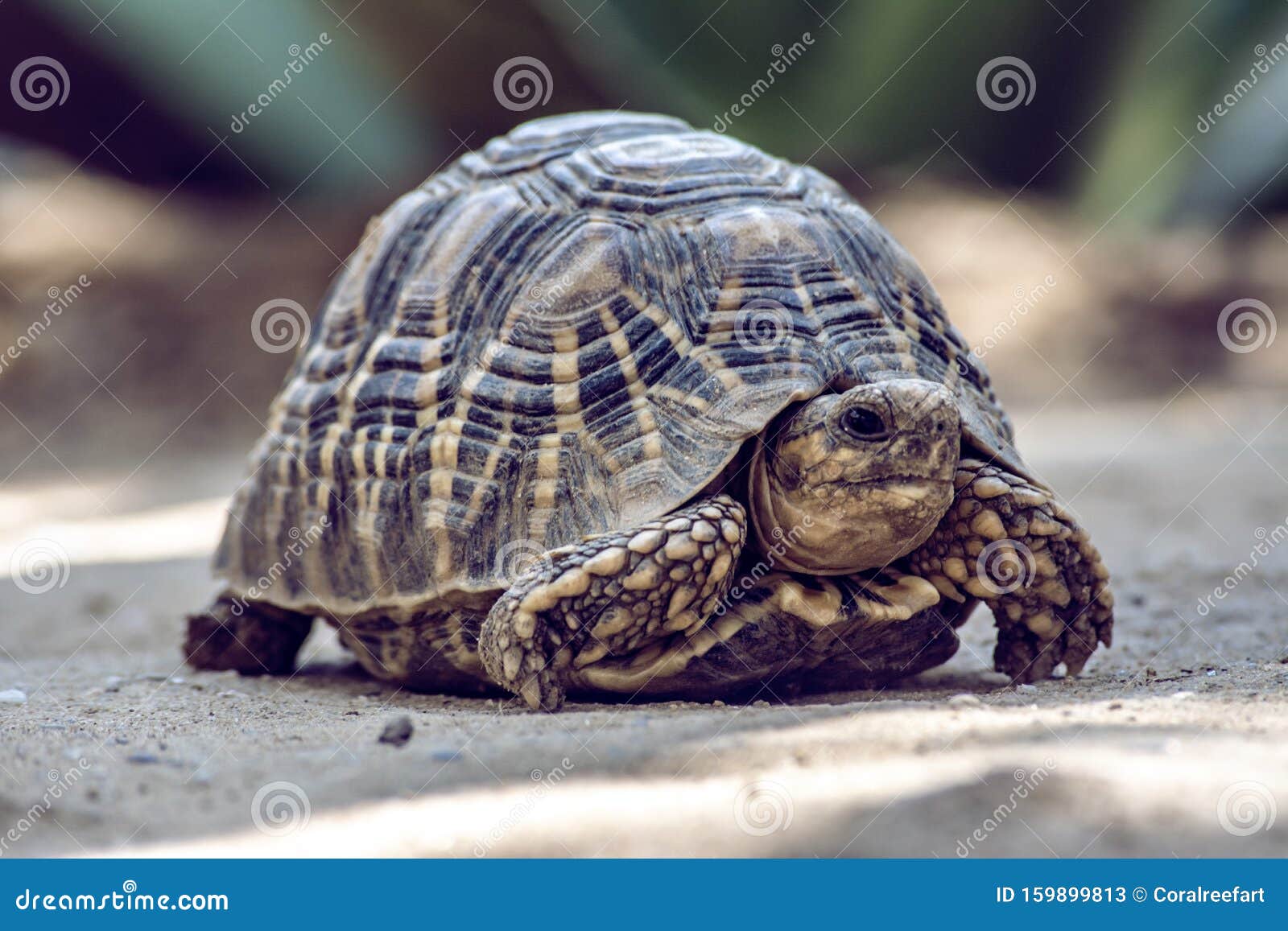 Start tortoise looking stock image. Image of blurred - 159899813