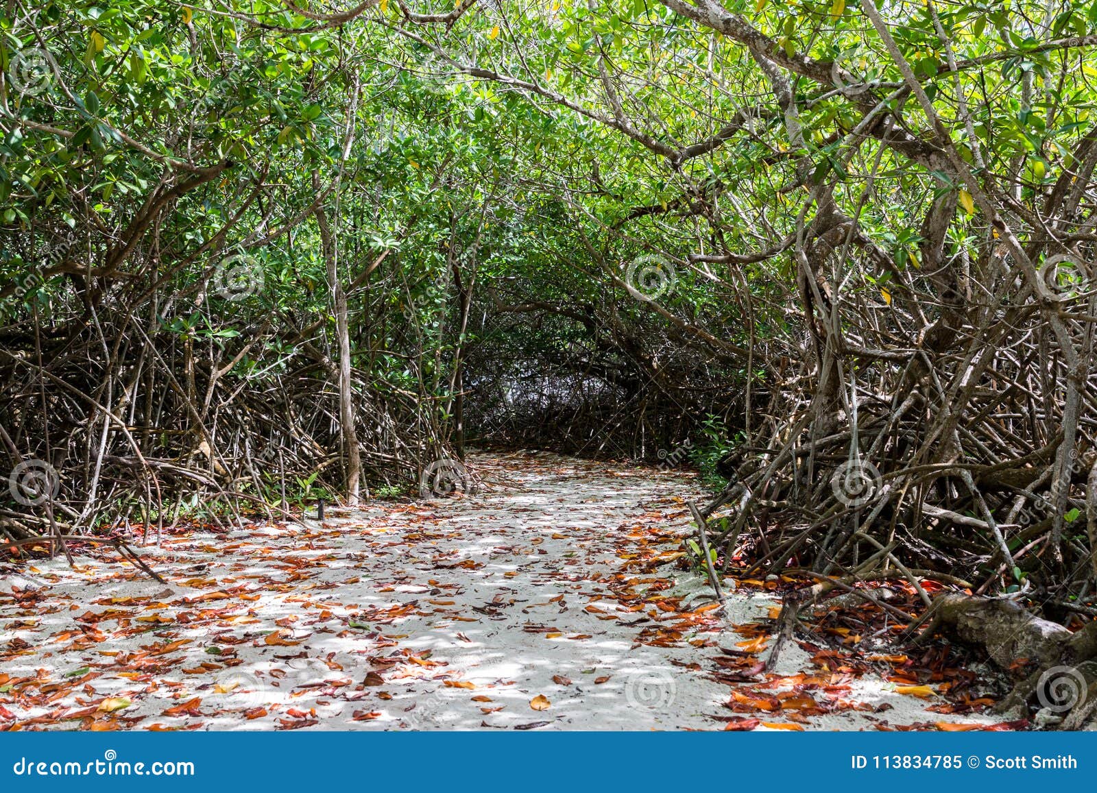 Mangrove Path with Dense Canopy. Stock Image - Image of solid, travel ...