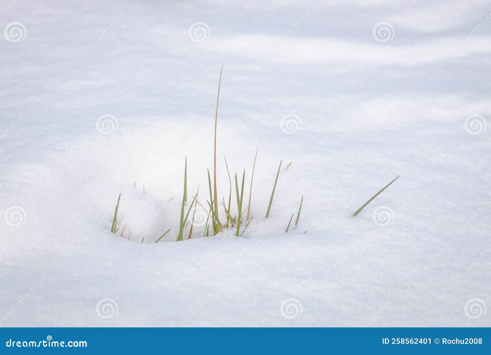 The Beginning of Winter, Snowfall and Temperature Drop, Green Grass ...
