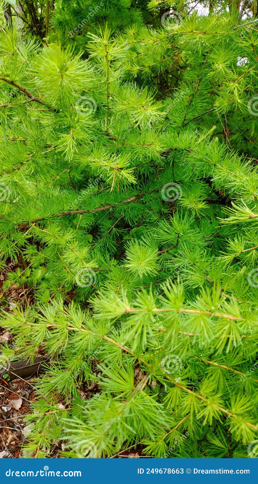 So Start Your Growth Conifers Stock Image - Image of deciduous ...