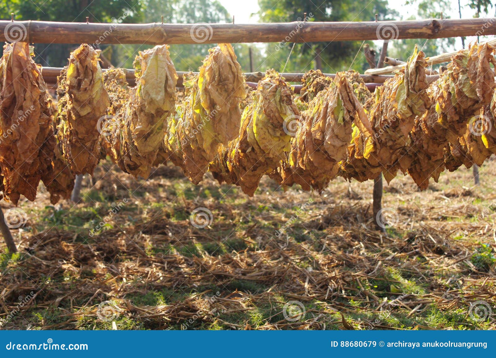 Started the Process of Cigar Making Stock Image - Image of growing ...