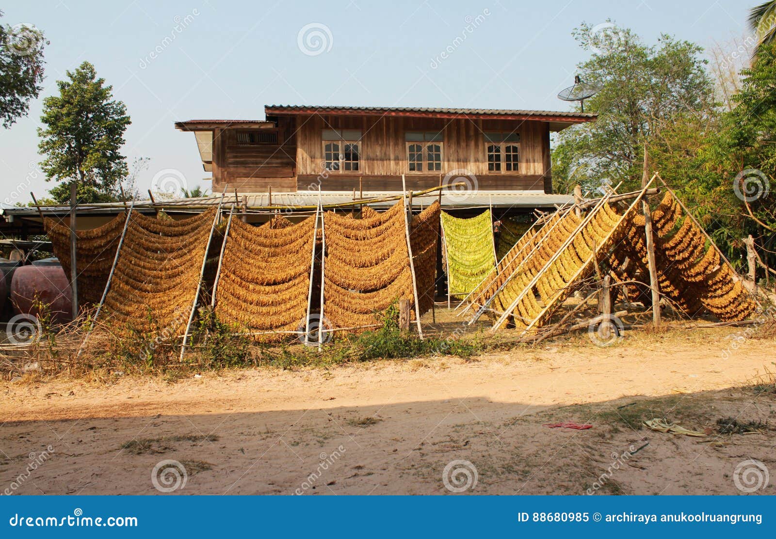 Started the Process of Cigar Making Stock Image - Image of snout, cigar ...