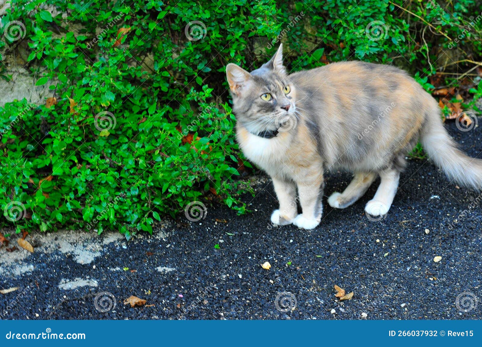 Startled cat stock photo. Image of sablet, distance - 266037932