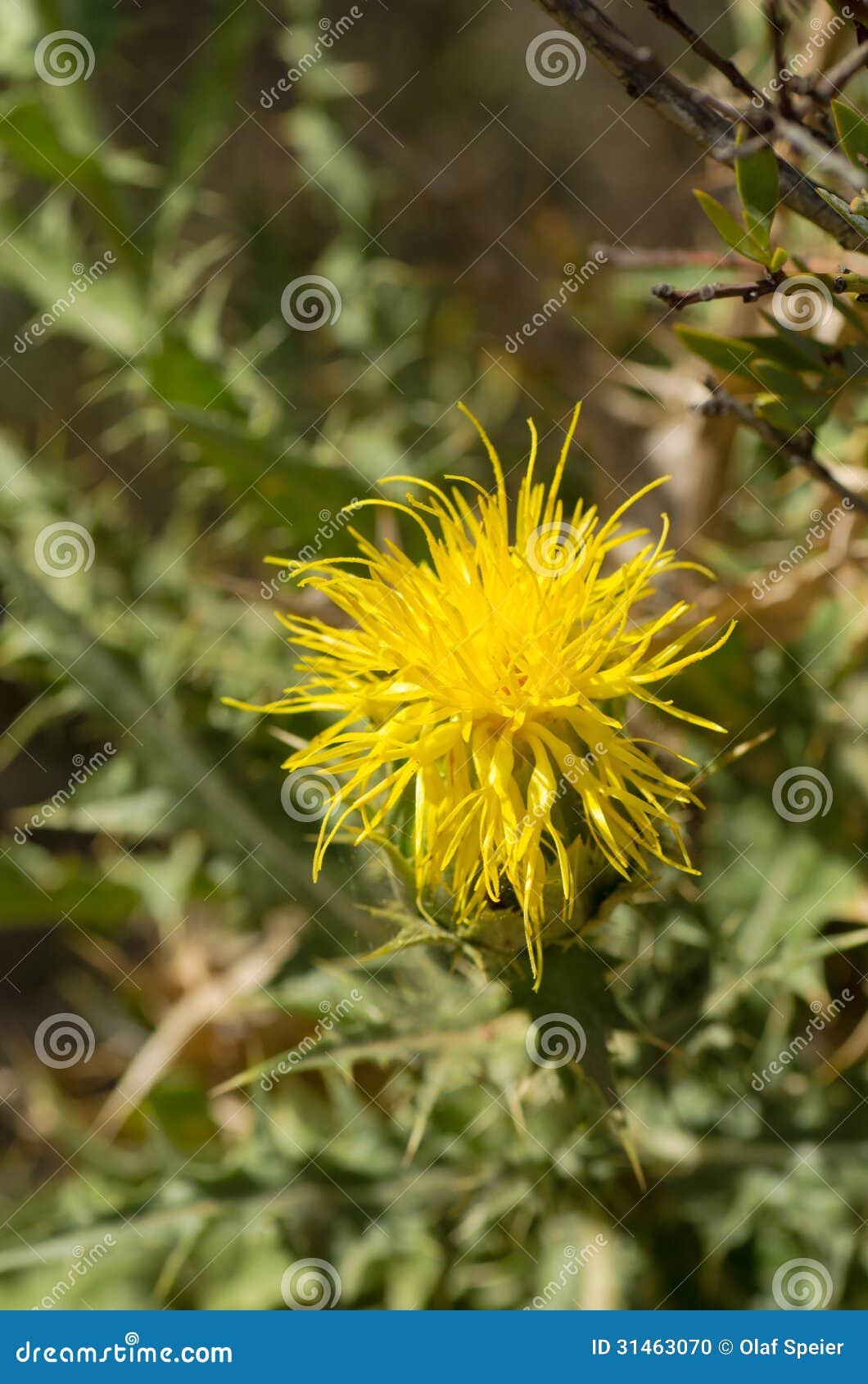 Starthistle photo stock. Image du wildflower, chardon - 31463070