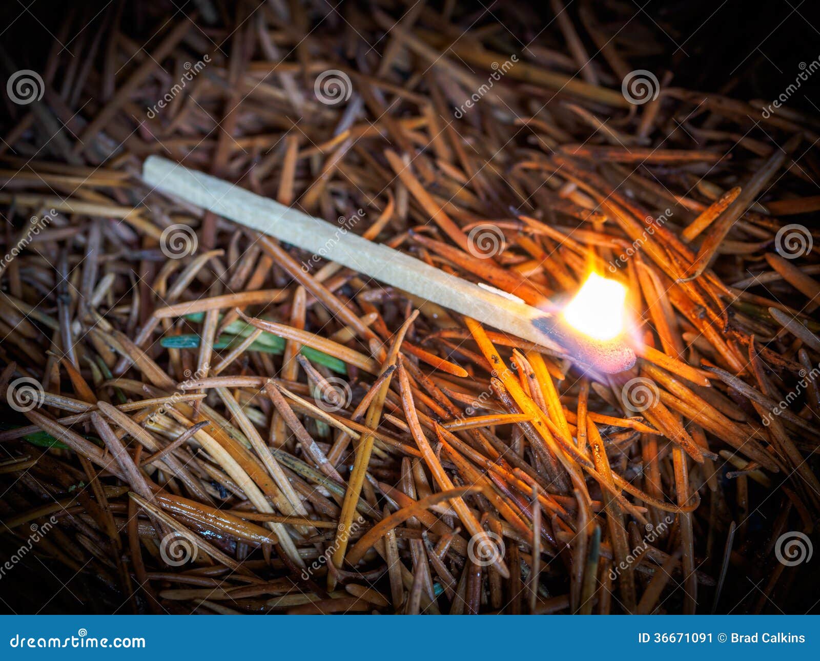 283 Fire Starting Forest Stock Photos - Free & Royalty-Free Stock ...
