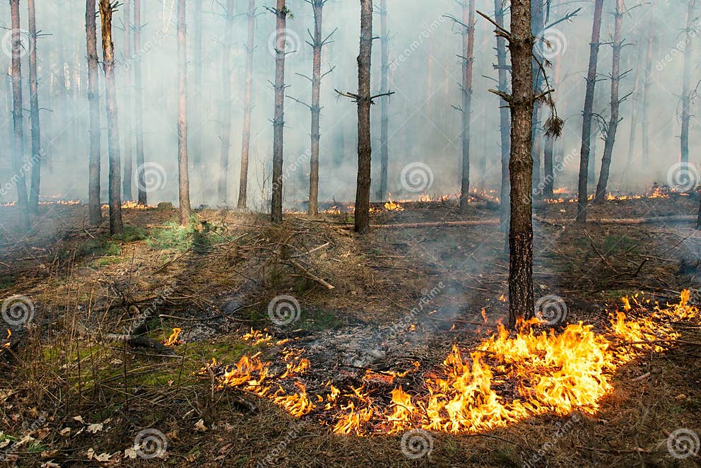 Starting of forest fire stock photo. Image of plant, hazard - 47521680