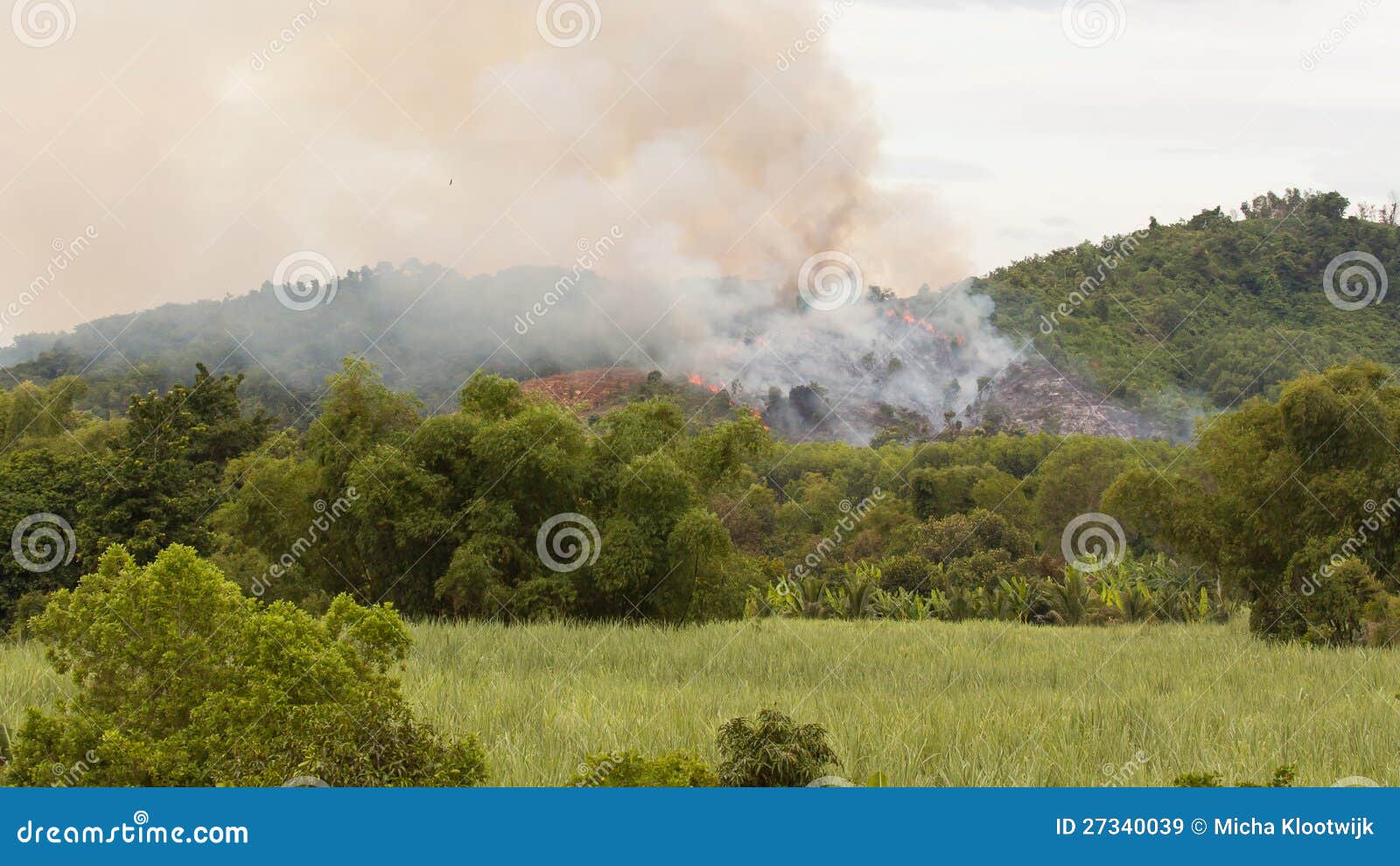 Starting Forrest Fire with Lots of Smoke Stock Image - Image of heat ...