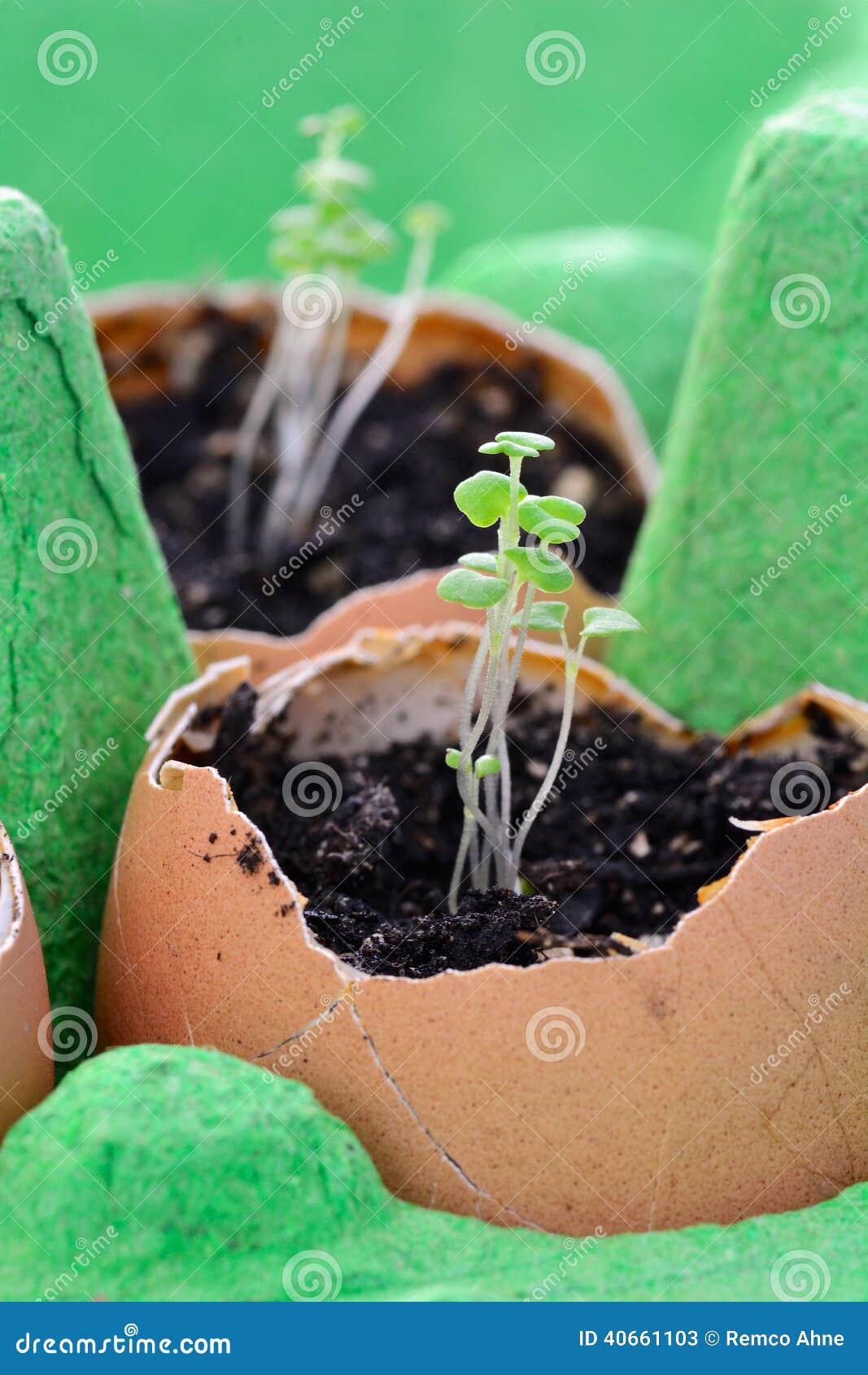 Starting Seedlings in Eggshells Stock Image - Image of vegetables ...