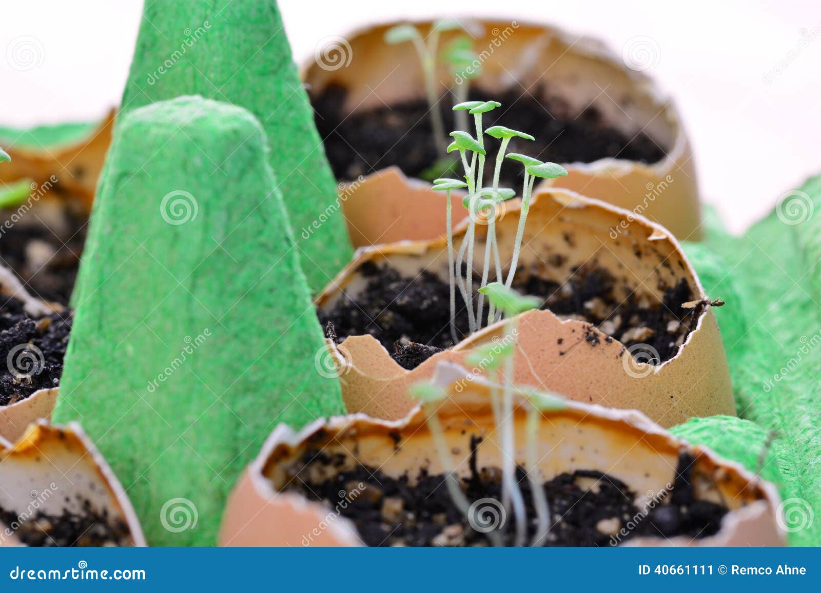 Starting Seedlings in Eggshells Stock Image - Image of planting ...