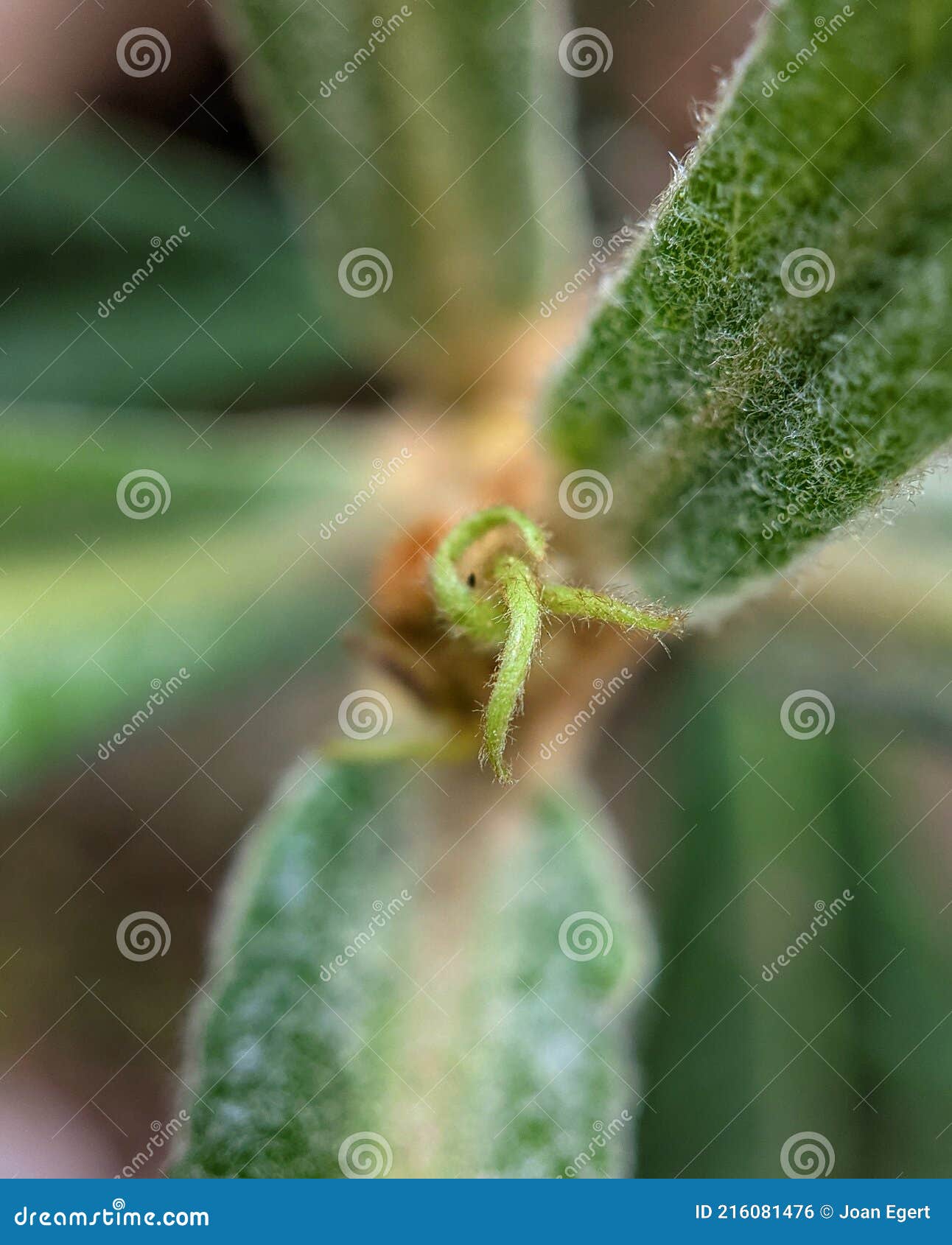 Starting Sprout of Loquat Tree Leaf Stock Photo - Image of japonica ...