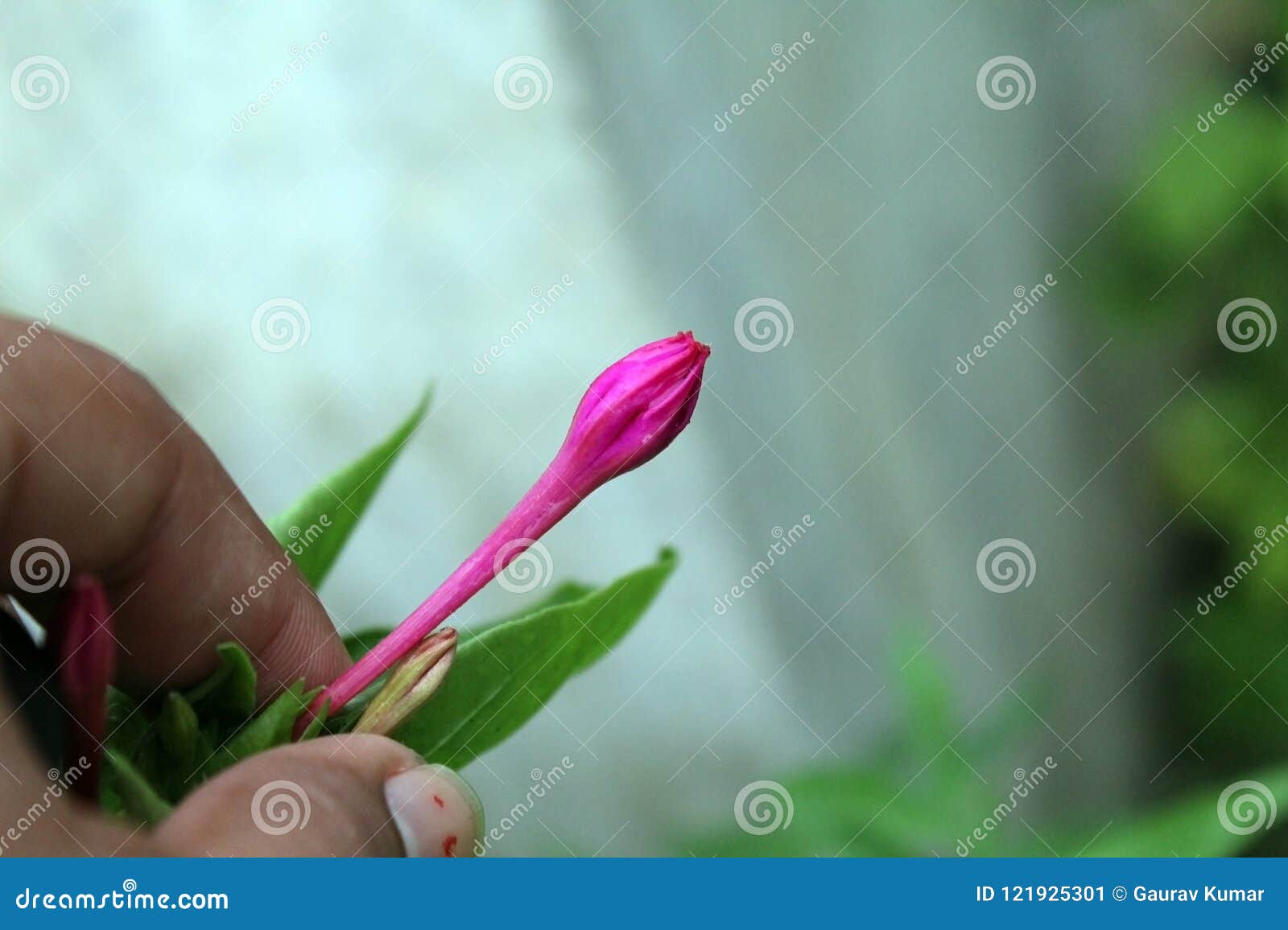 Starting Stage of Flower stock image. Image of itlooking - 121925301