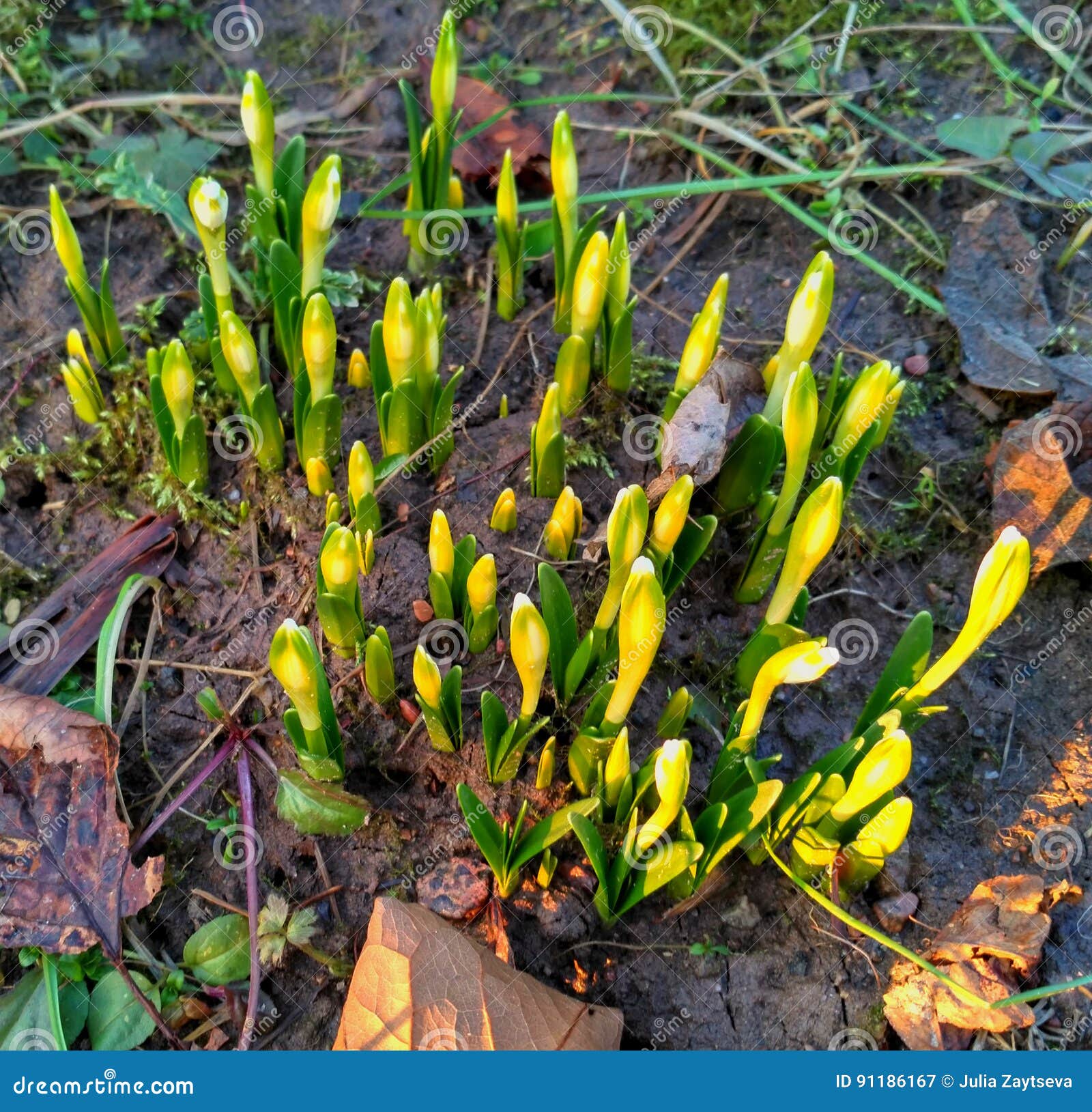 Starting To Bloom Spring Flowers Primroses Stock Image - Image of ...