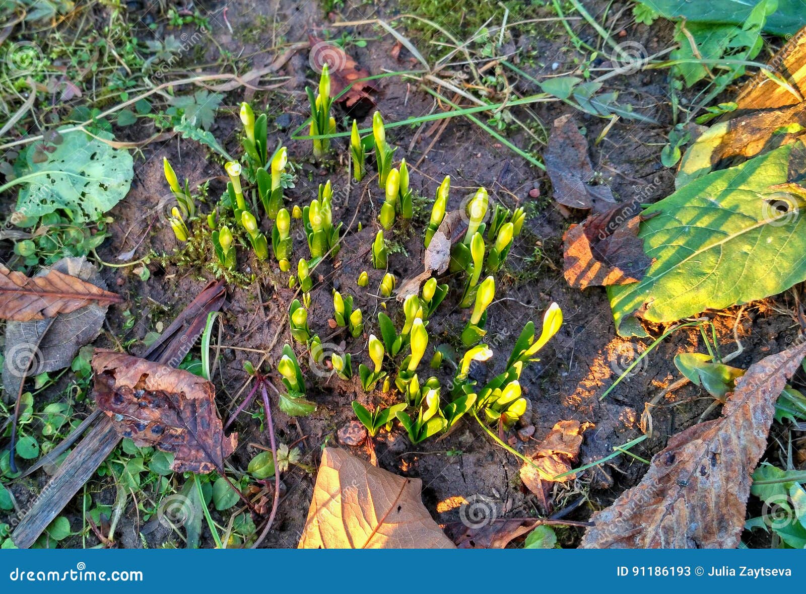 Starting To Bloom Spring Flowers Primroses Stock Image - Image of close ...