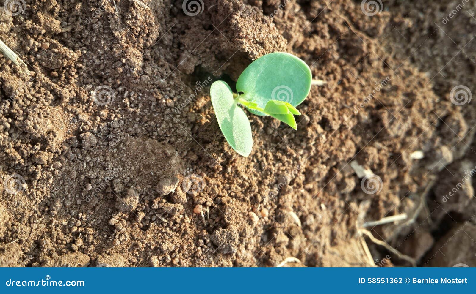 Starting of a tree stock photo. Image of early, starting - 58551362