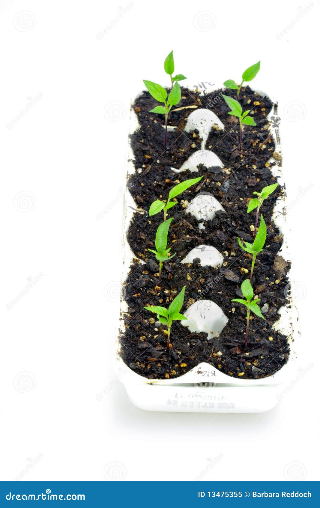 Starting Vegetables from Seeds Stock Image - Image of nature, chile ...