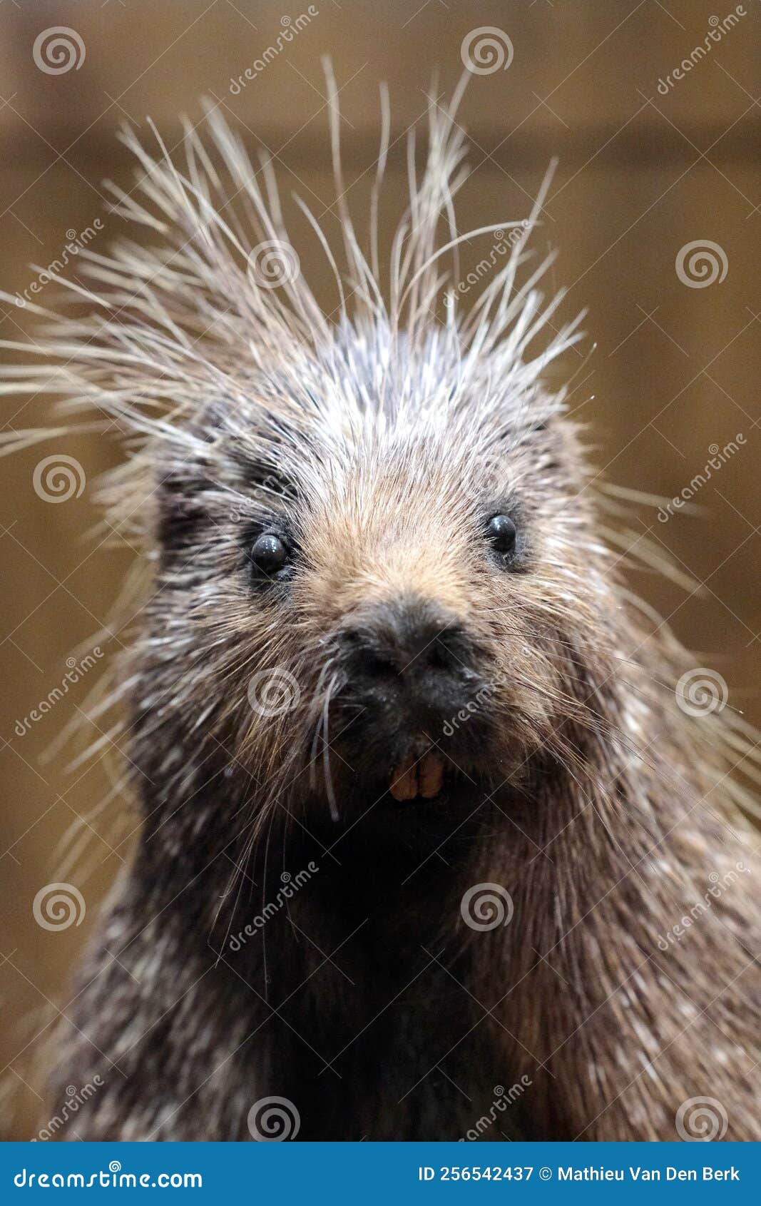 Beaver Camera Cartoon Stock Photos - Free & Royalty-Free Stock Photos ...
