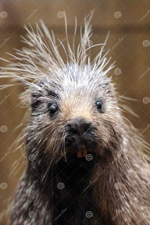 Startled Beaver Looking in the Camera in the Netherlands Stock Image ...