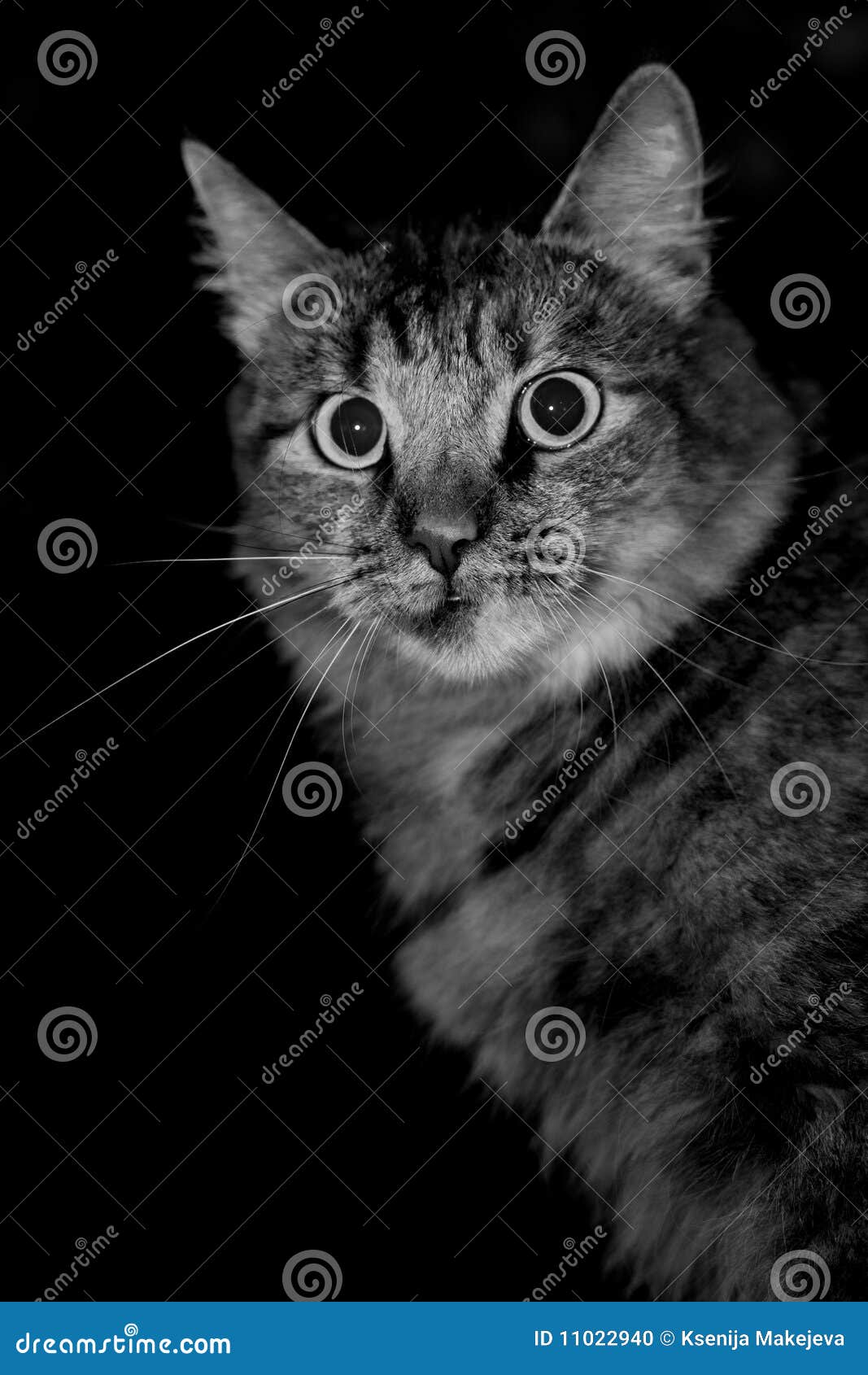 Startled cat stock photo. Image of surprised, animal - 11022940