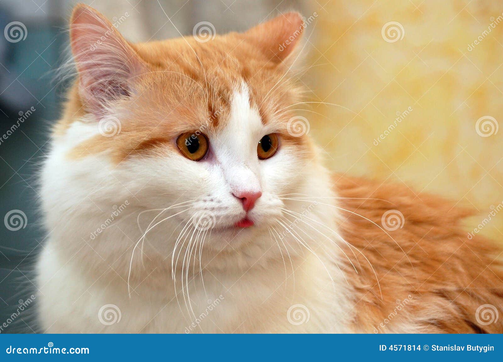 Startled Cat stock photo. Image of whiskers, domesticated - 4571814