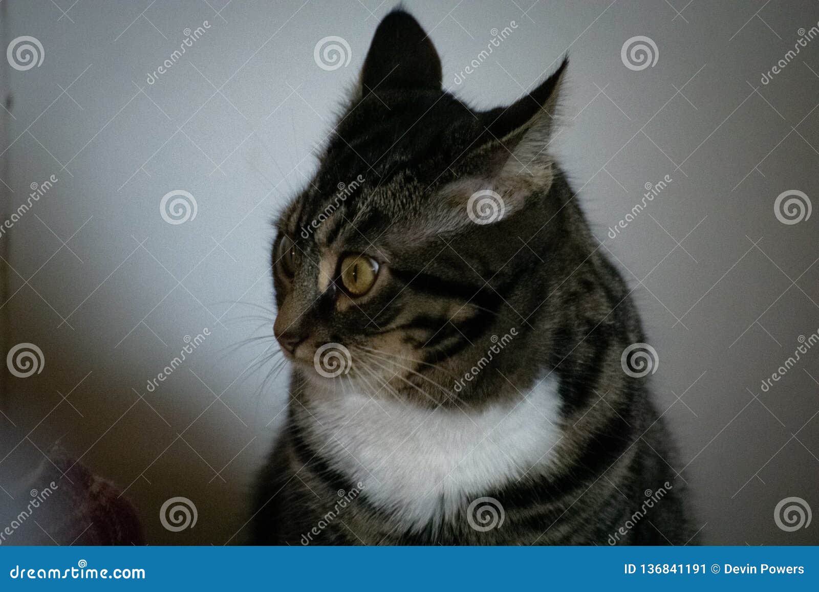 Startled cat stock image. Image of black, eyes, cute - 136841191