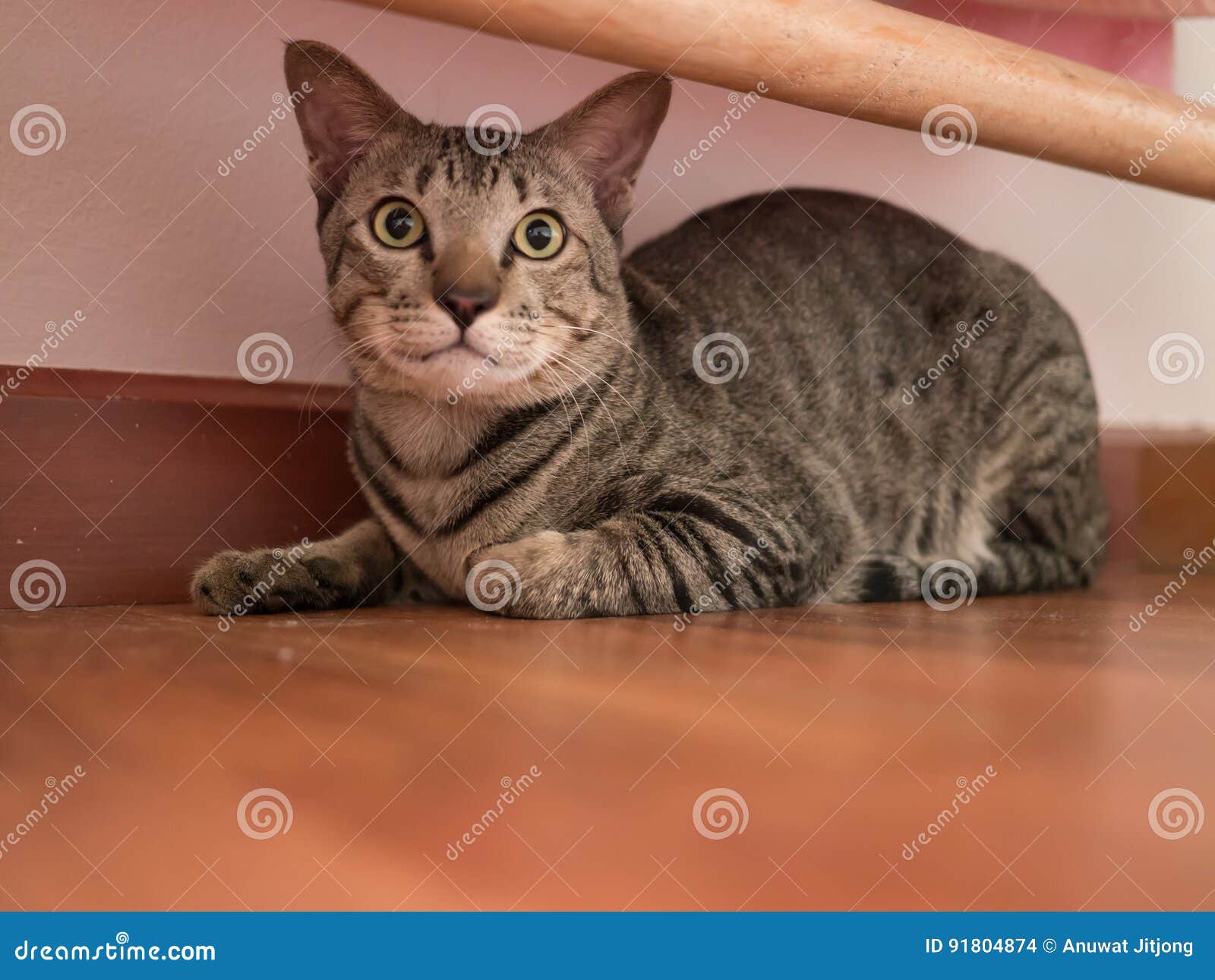 Startled cat stock photo. Image of white, tone, startled - 91804874