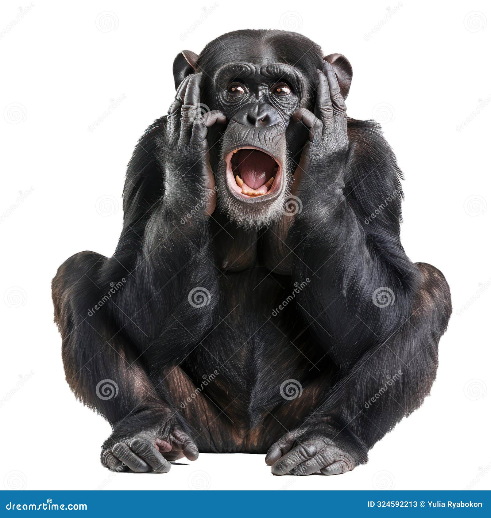 Startled Chimpanzee on Transparent Background Stock Image - Image of ...