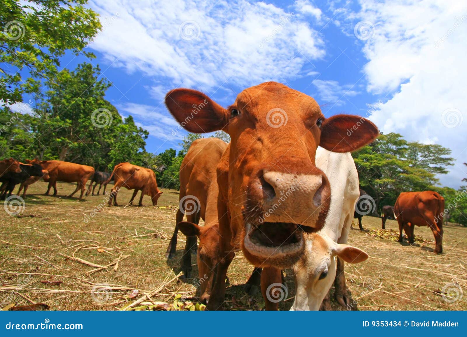 Startled Cow Grazing in Pasture Stock Photo - Image of bull, field: 9353434