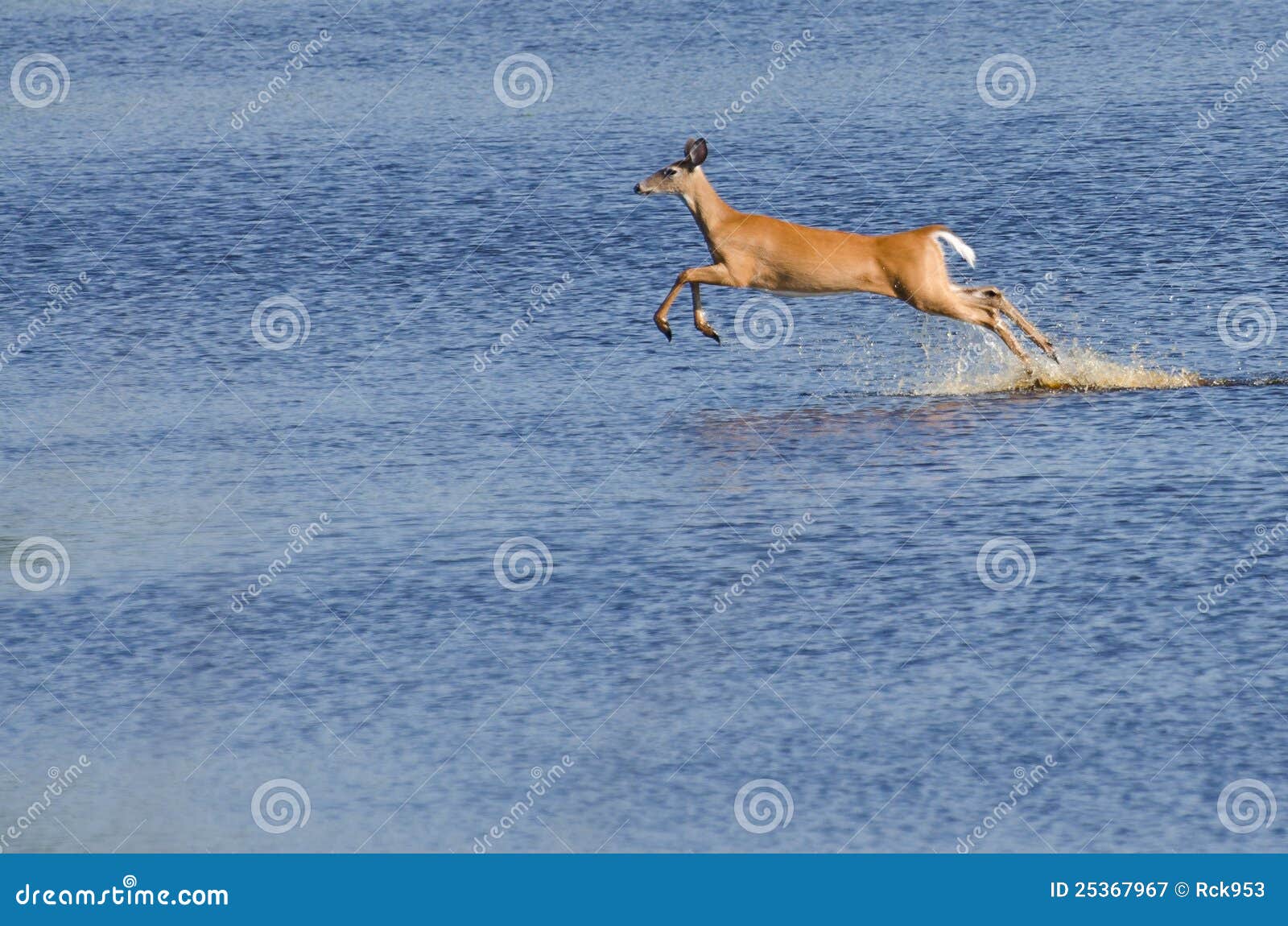 Startled Deer Leaping through the Wate Stock Image - Image of wading ...