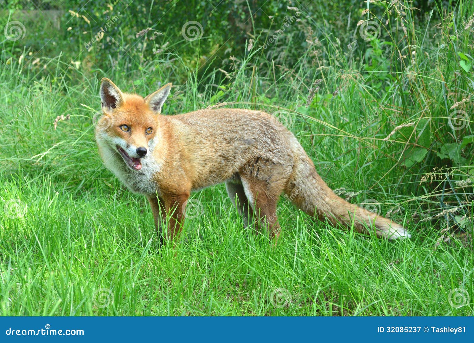 Startled fox stock image. Image of mammal, wild, bushy - 32085237