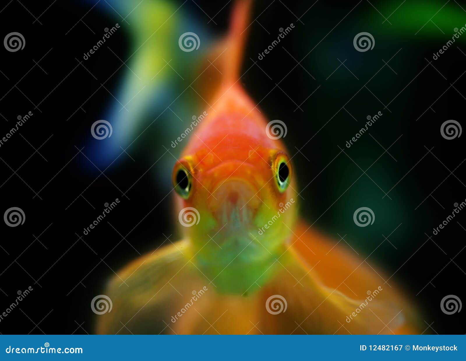 Startled goldfish stock image. Image of fish, gold, aquarium - 12482167