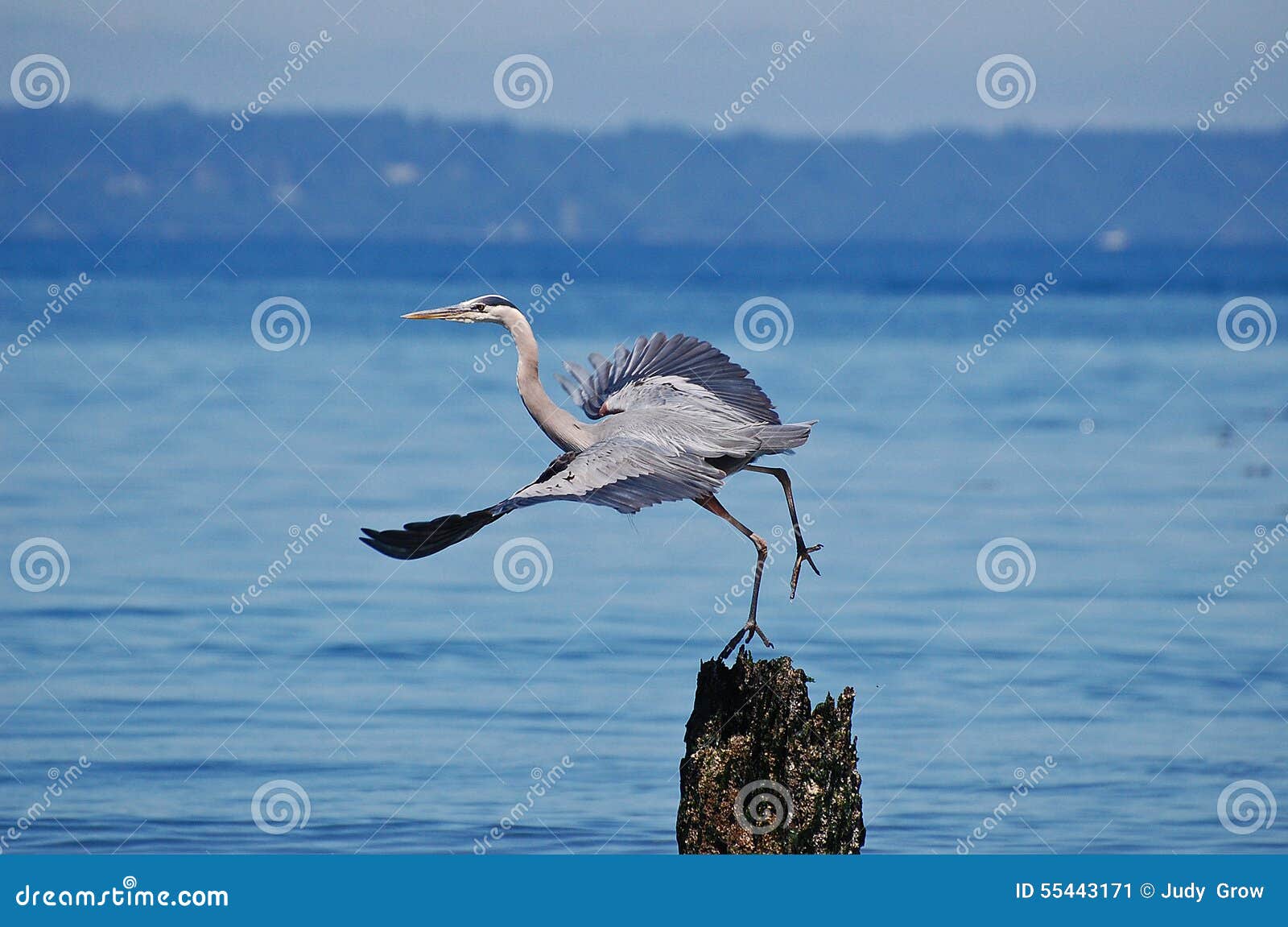Startled Great Blue Heron Taking Flight Stock Image - Image of piling ...