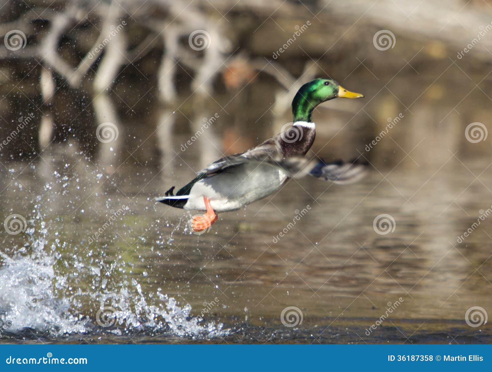 Mallard Ducks Taking Off