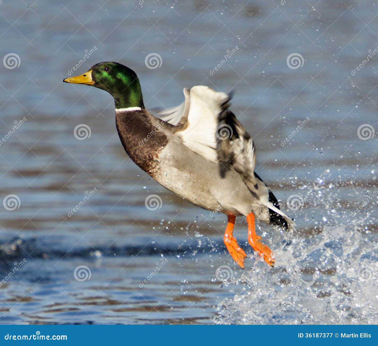 Startled Mallard Duck stock image. Image of change, climate - 36187377