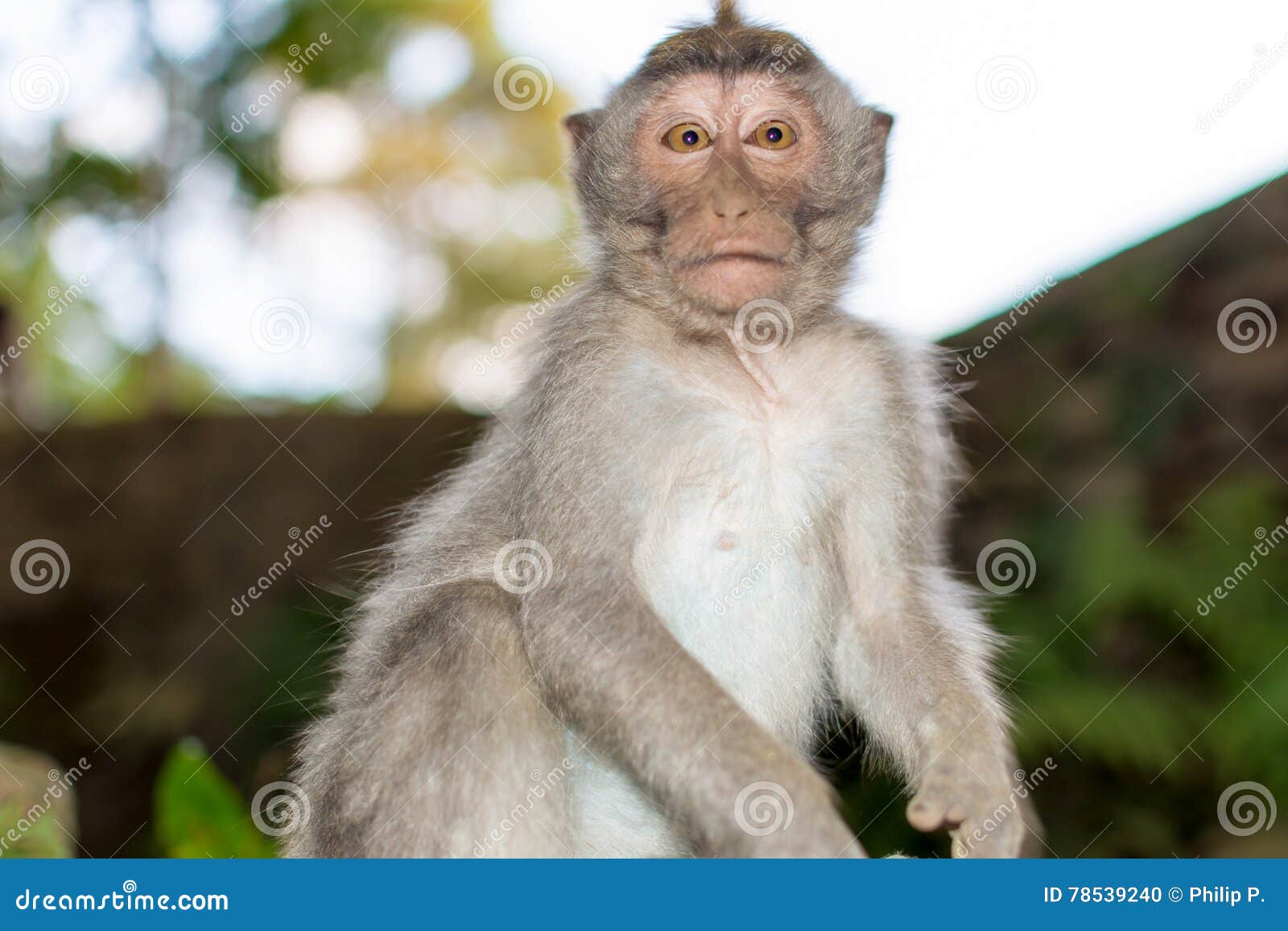 Startled monkey stock photo. Image of smiling, brokeh - 78539240