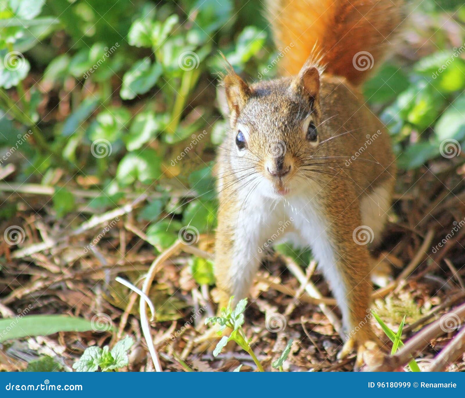 Startled Red Squirrel Looking at Camera Stock Image - Image of wide ...