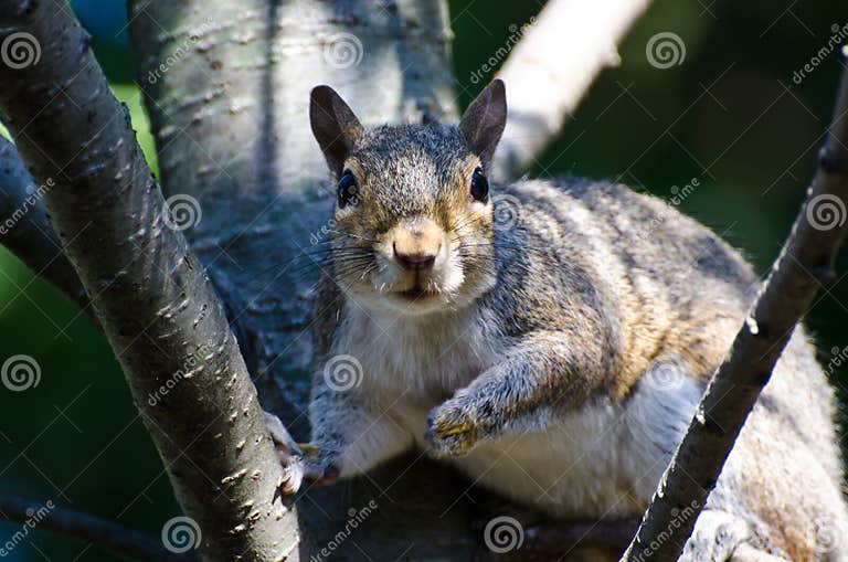 Startled Squirrel Making Eye Contact Stock Photo - Image of frightened ...