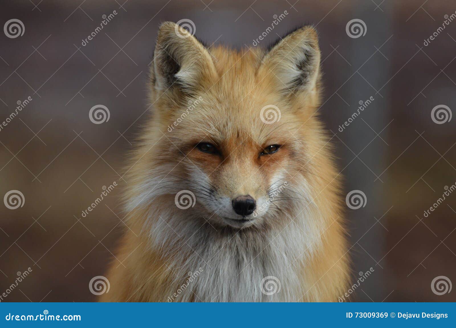 Startlingly Beautiful Glaring Red Fox Stock Image - Image of lonely ...