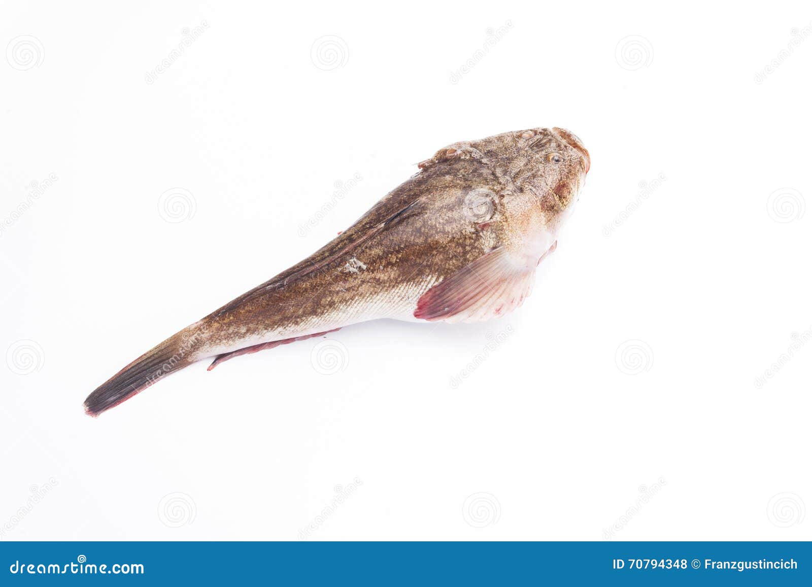 Starvgazer Fish Isolated on White Stock Photo - Image of star ...