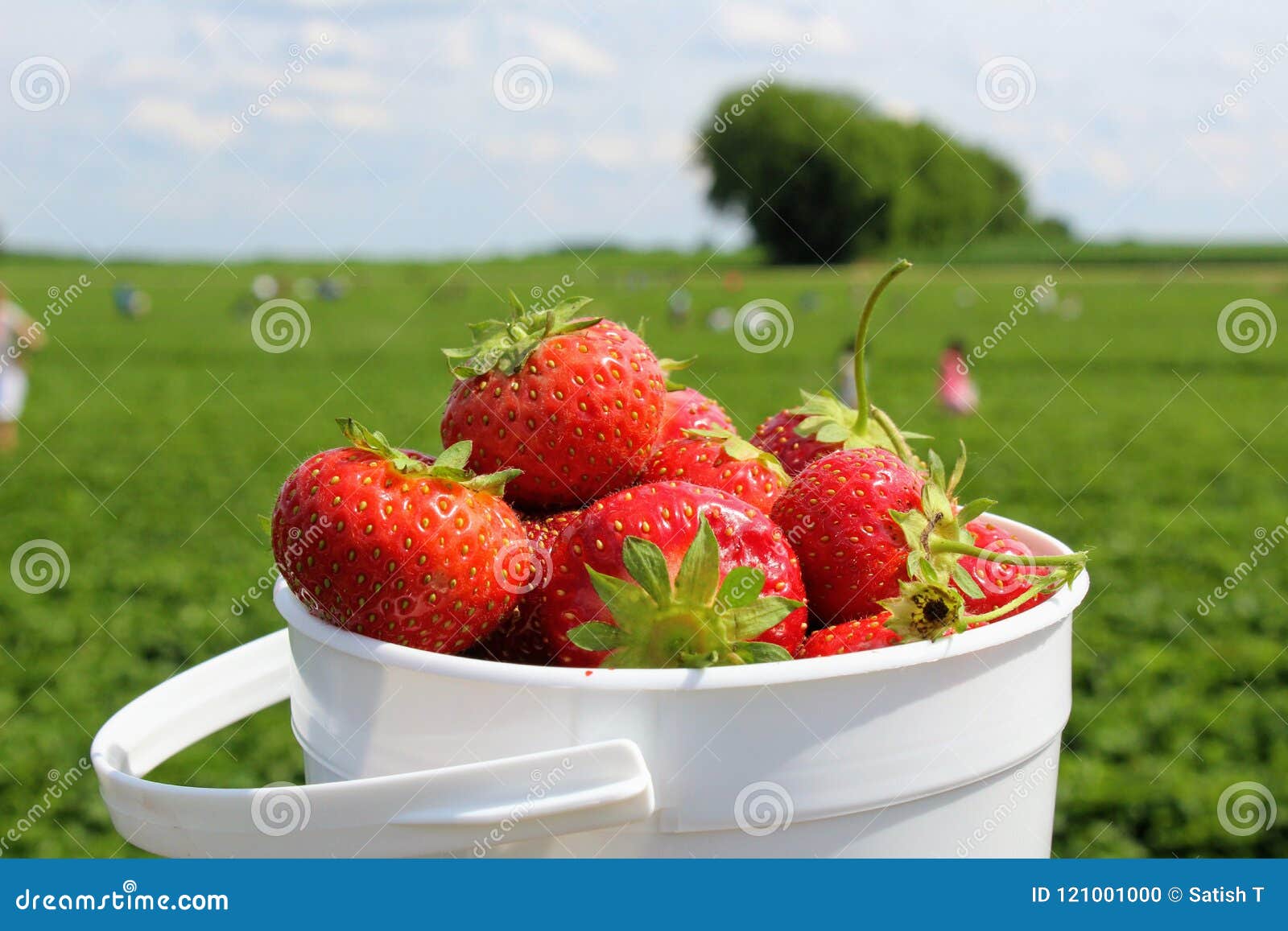 Starwberry picking stock photo. Image of picking, stade - 121001000