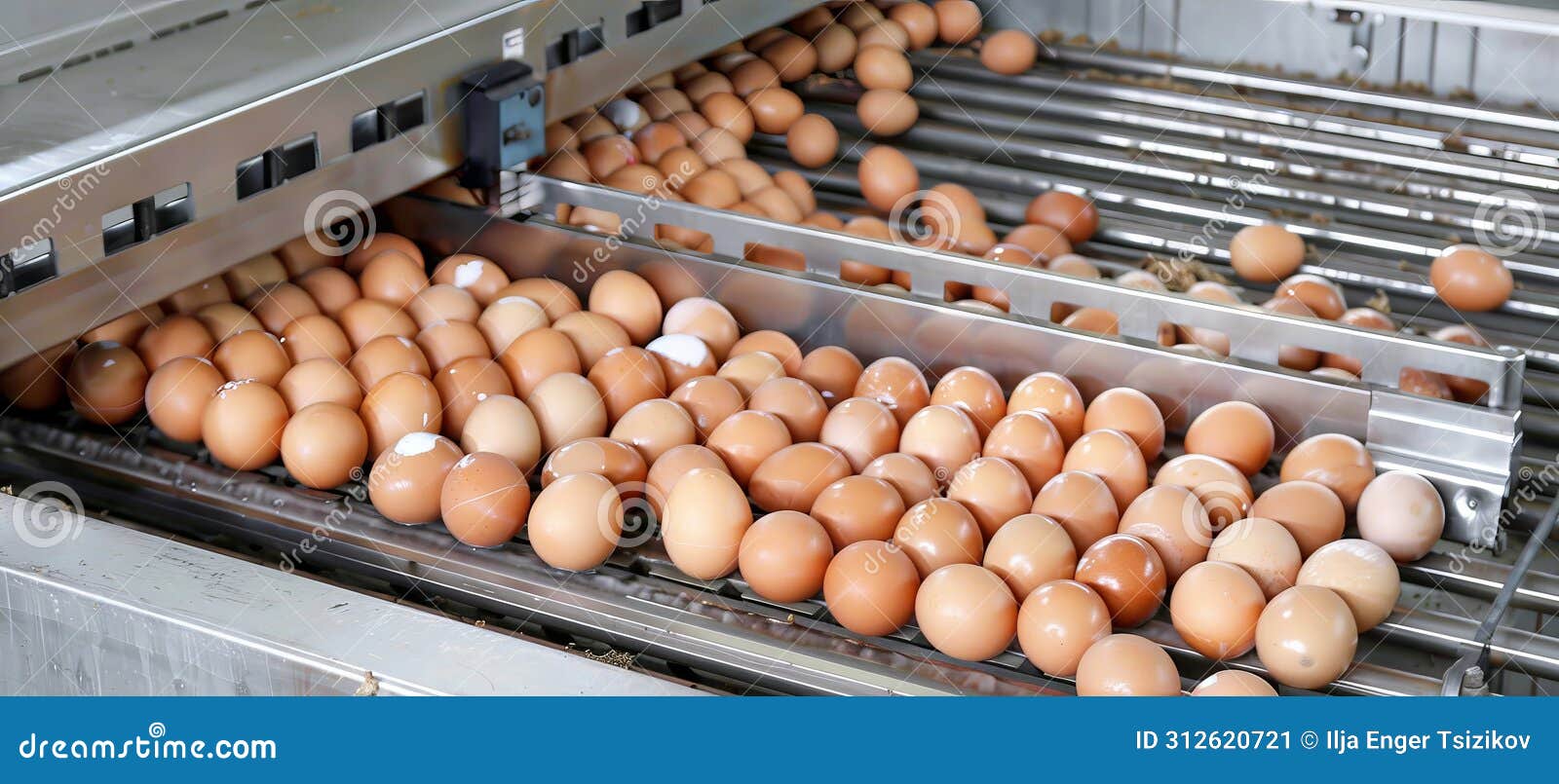 State of the Art Egg Sorting Machine in a Contemporary Commercial Egg ...