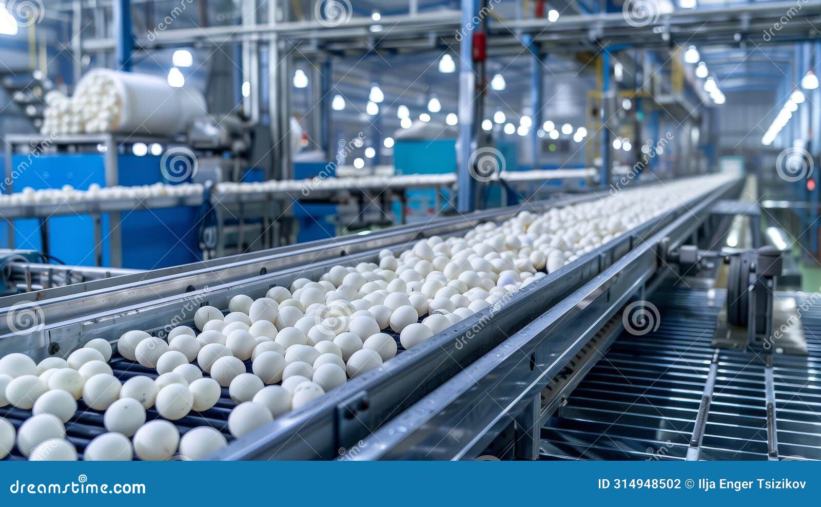 State of the Art Egg Sorting Machine at a Modern Commercial Egg ...