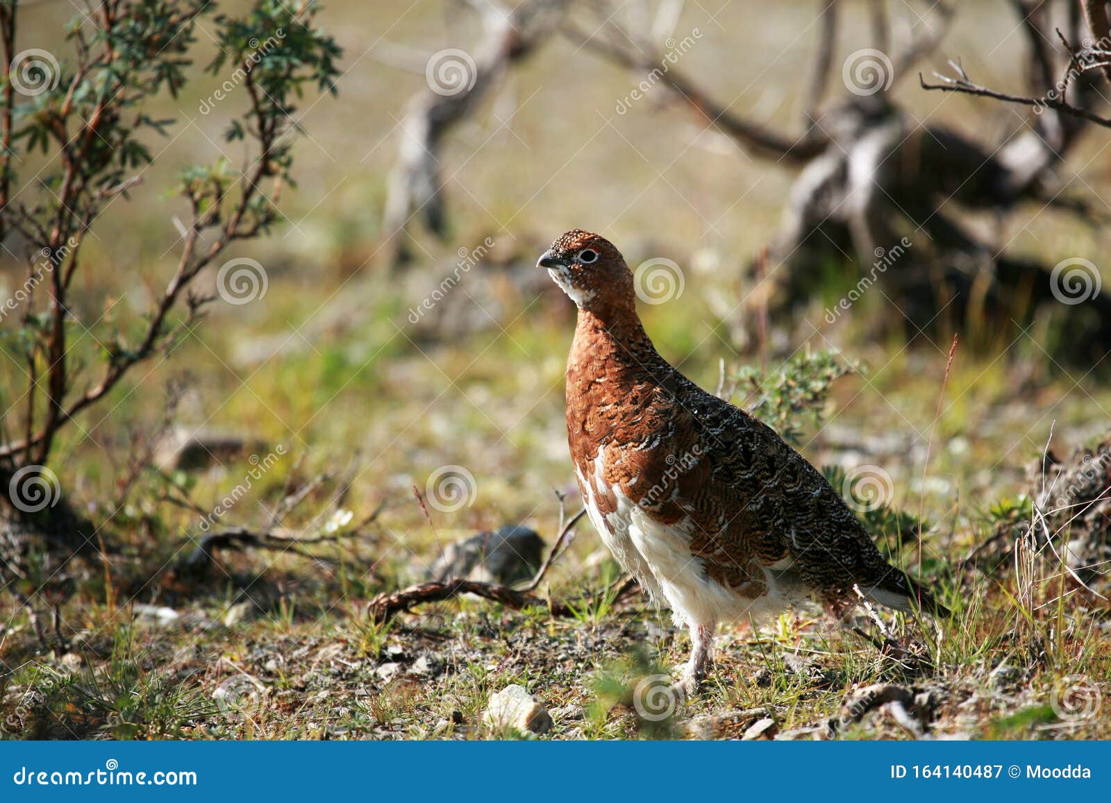 State Bird of Alaska Willow Ptarmigan Denali Stock Image - Image of ...