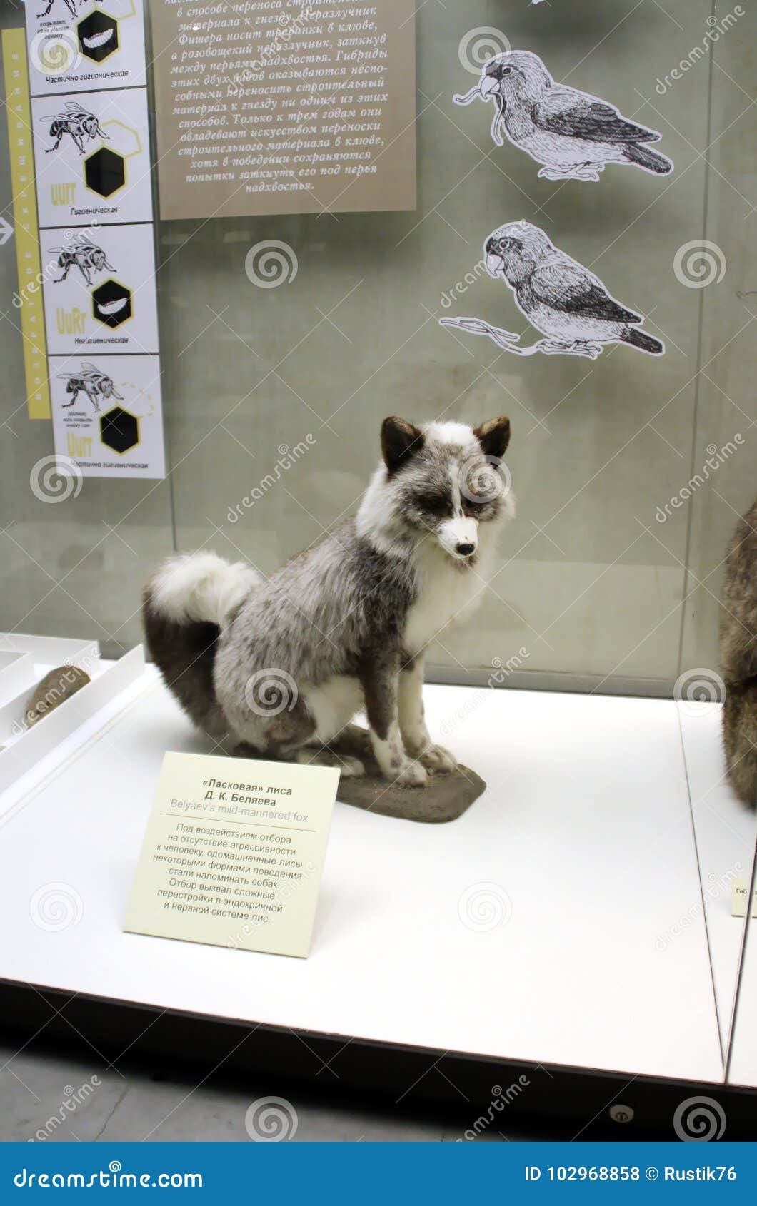 The `affectionate` Fox of Belyaev. Editorial Stock Photo - Image of ...