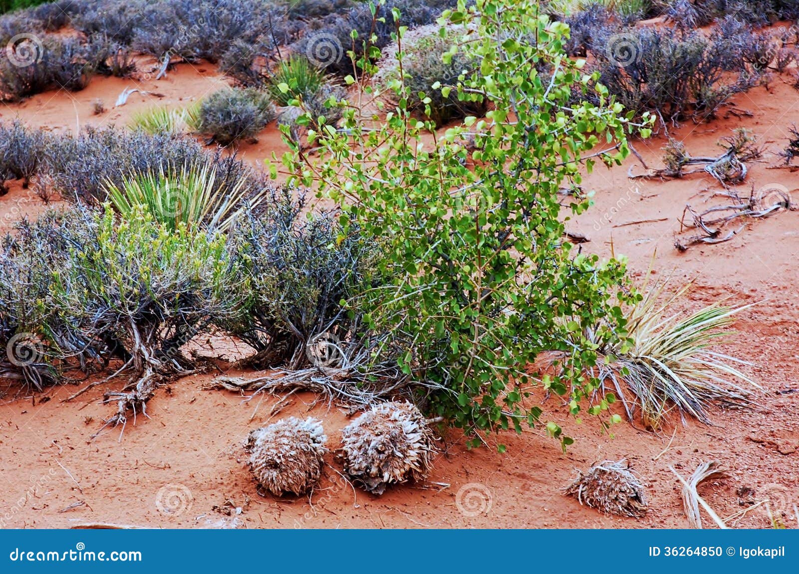 State utah vegetation stock photo. Image of rare, green - 36264850