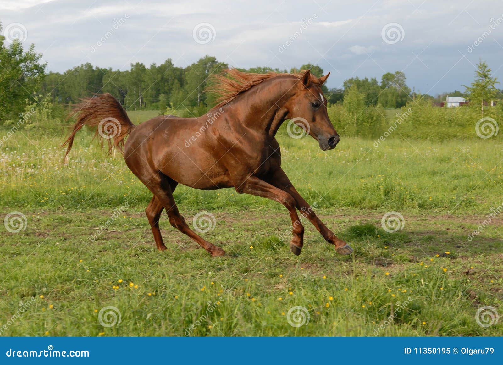 Stately Red Arabian Horse Gallop S Stock Image - Image of dressing ...