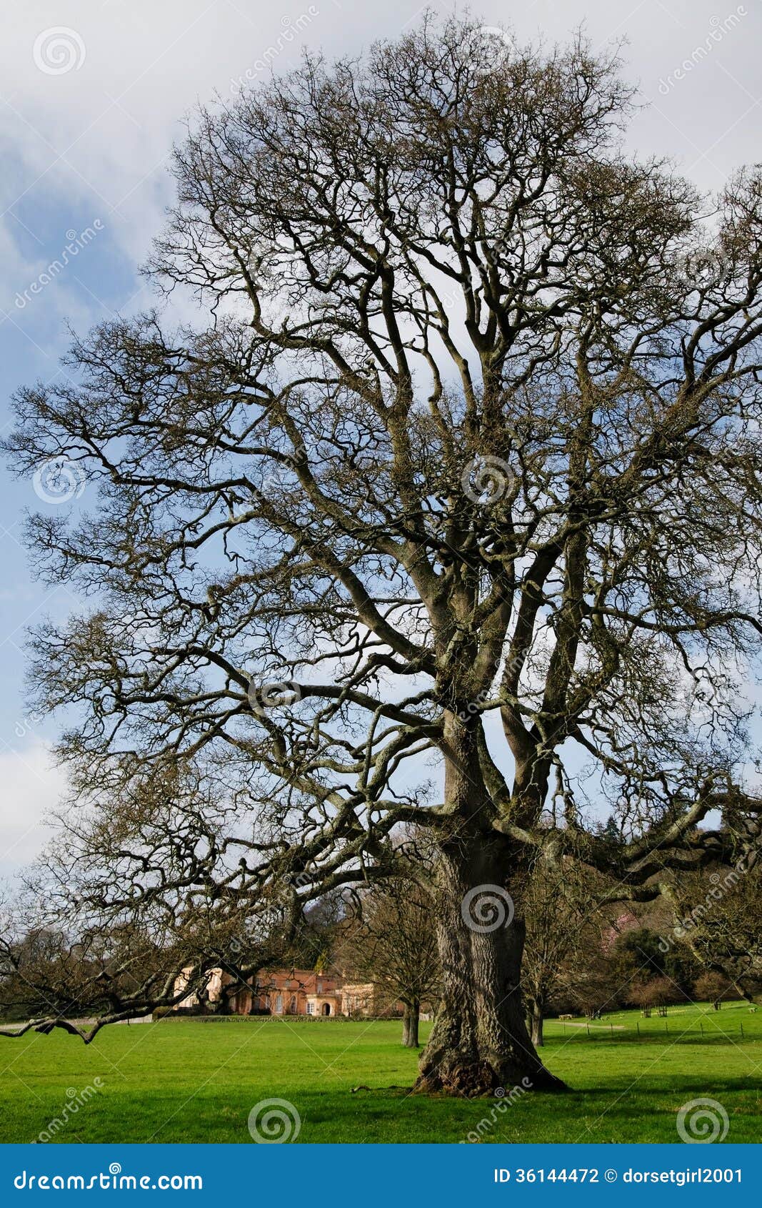 Stately Tree stock photo. Image of tree, westcountry - 36144472