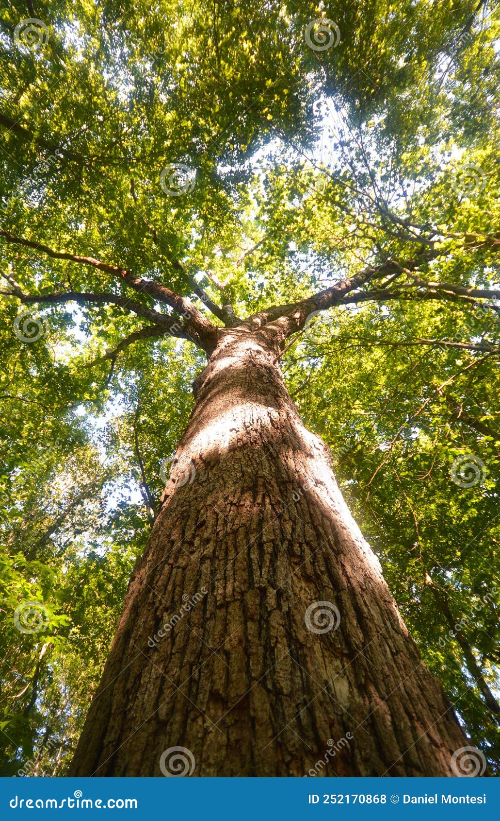 A Stately White Oak Tree in Mianus River State Park Stock Photo - Image ...
