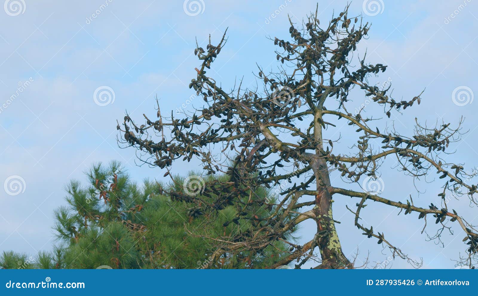 Pinecones on Top of a Pine Tree. Dry Pinecone of Mediterranean Pine on ...